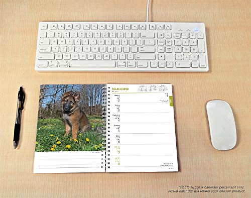 Kittens 2020 6 x 7.75 Inch Weekly Engagement Calendar, Animals Kittens