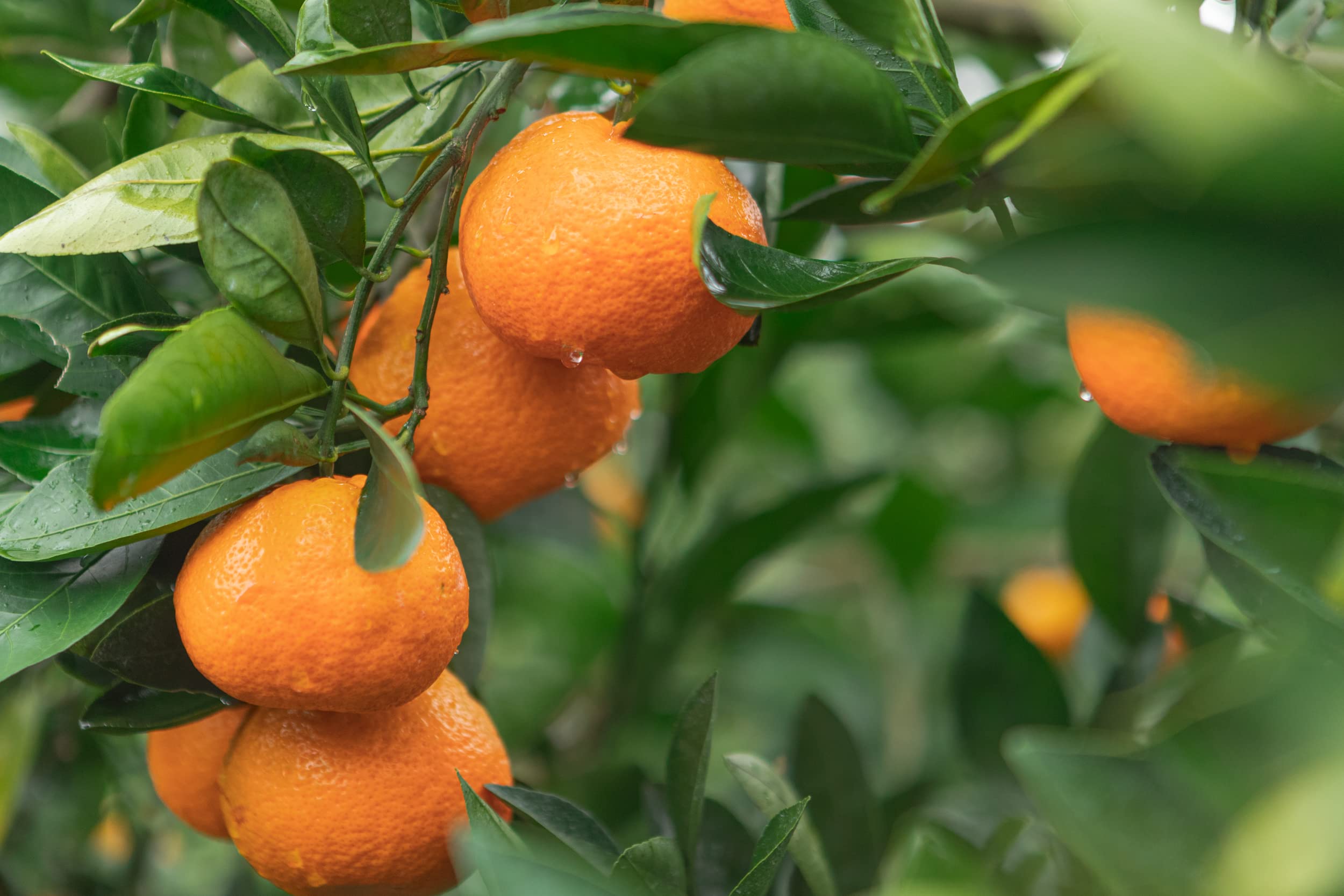 Live Mandarin Orange Tree, Ponkan Mandarin Tree Live Plant 3Ft Tall, Citrus Fruit Tree Plant Indoor Outdoor No CA Shipping