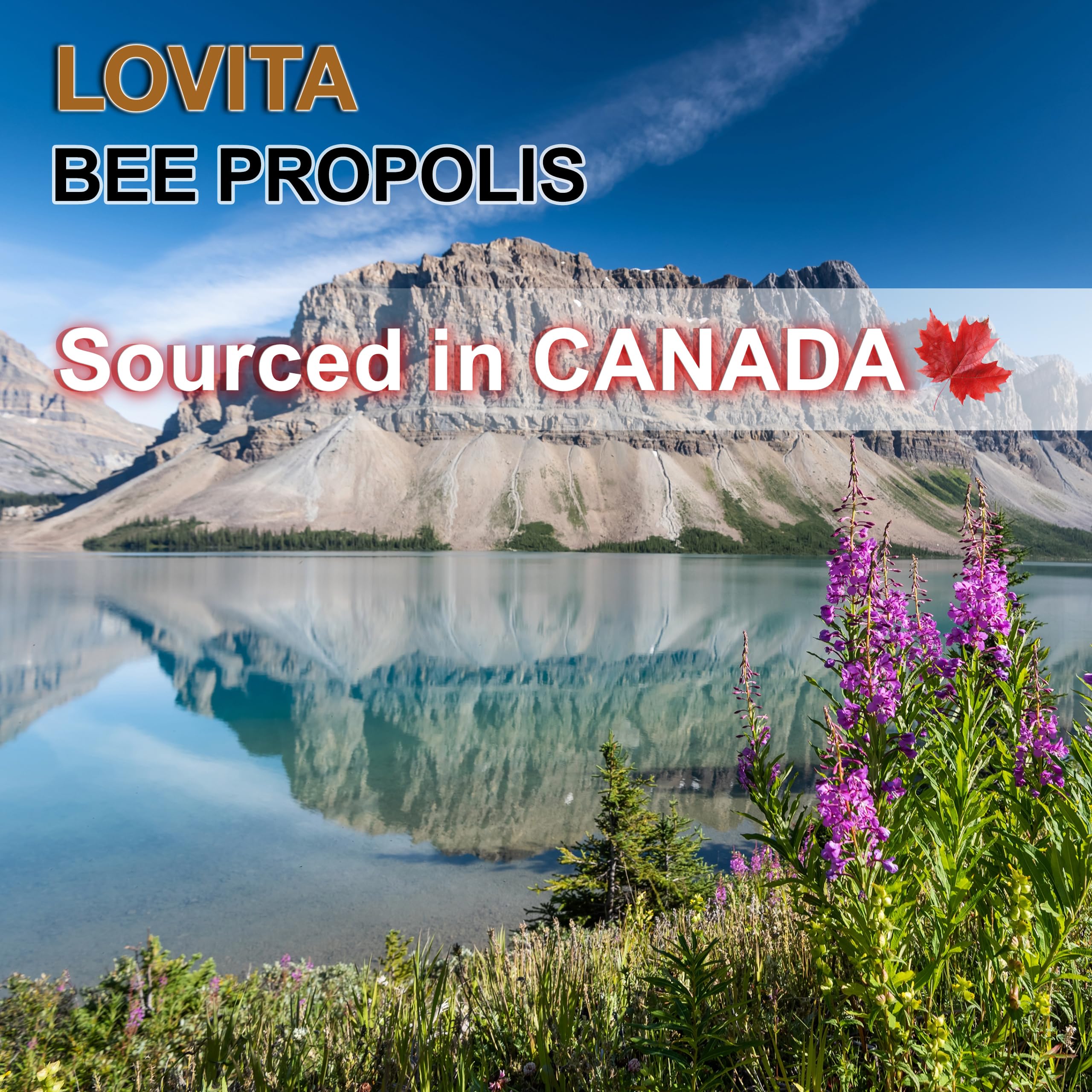 Lovita Bee Propolis 500 mg Liquid Extract | 9:1 Propolis Extract | Alcohol Free | Immune Support |1 Fl Oz (Pack of 3)