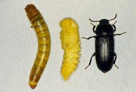 The Mad Jungle tm 200 Live Large 2 inch Superworms Live Arrival Guaranteed
