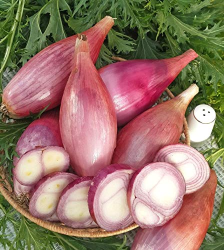 RAISE ME UP: Seeds Red Banana Shallot Onion Non GMO Heirloom