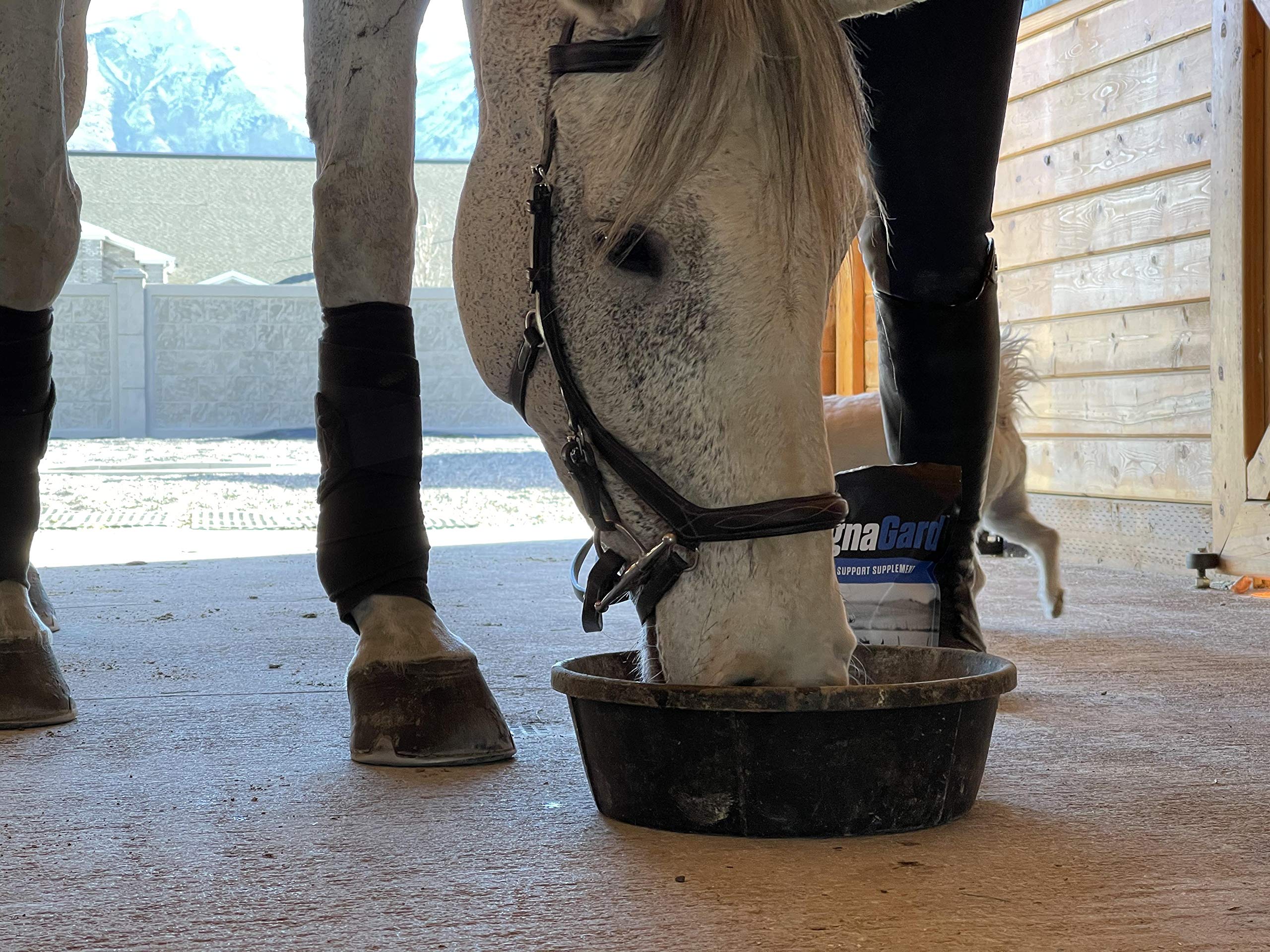 MagnaGard - Gastric Support Supplement for Horses | Relieves Ulcers, Calming Supplement, Magnesium & Other Vital Minerals | Powder, 20lb Bucket, 5-Month Supply | by Eagle Equine