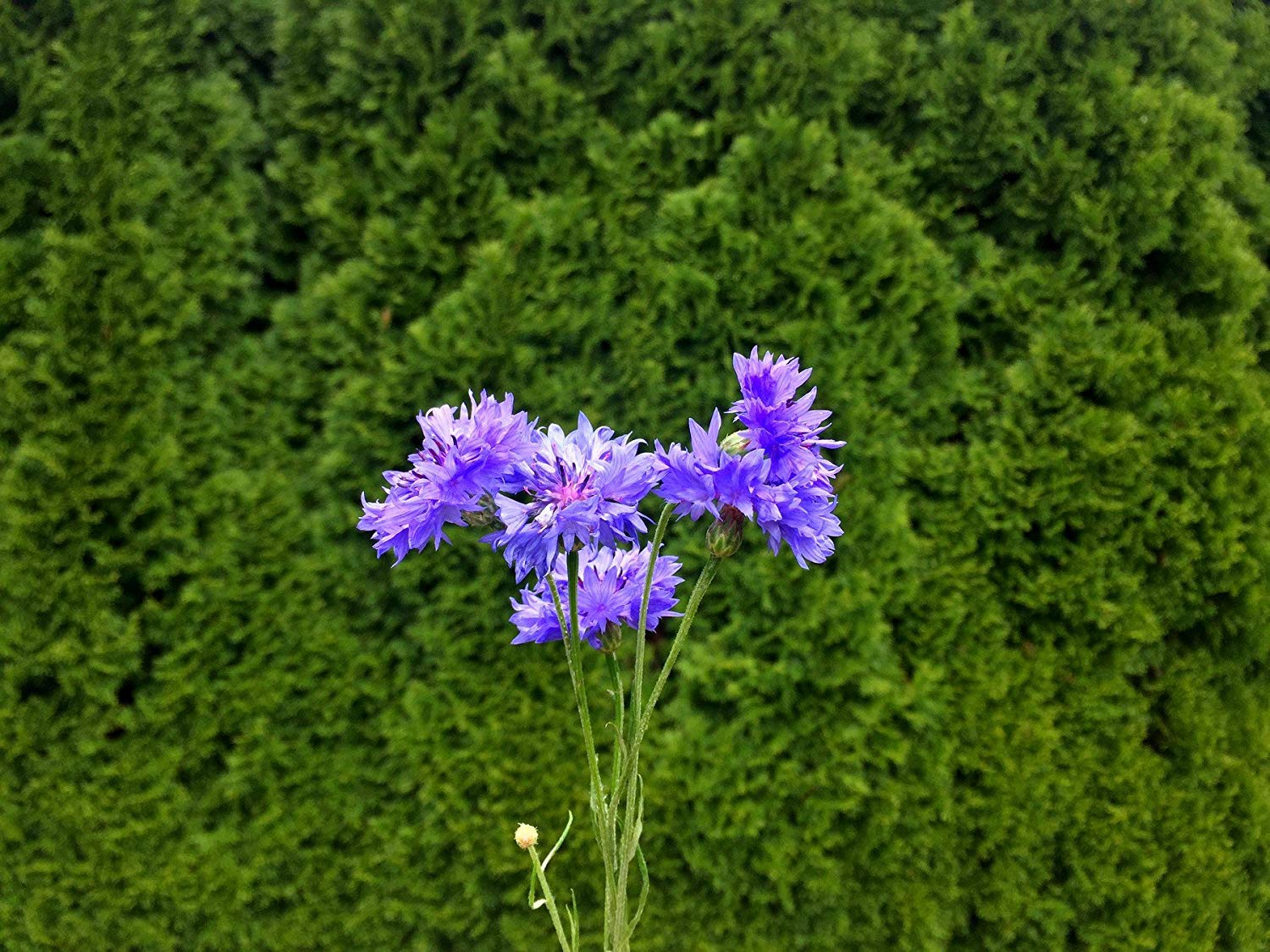 Pure Blue Cornflower Petals - 100% Natural Centaurea cyanus - Dried, Grown in Germany Herbal Cornflower Flowers for Cupcakes, Lattes, Tea Blends, Bath Products, Gifts, Crafts