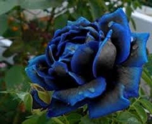 Semi Midnight Supreme Rose cespuglio di Fiori 10 Semi Stratisfied - Treasuresbylee Exclusive