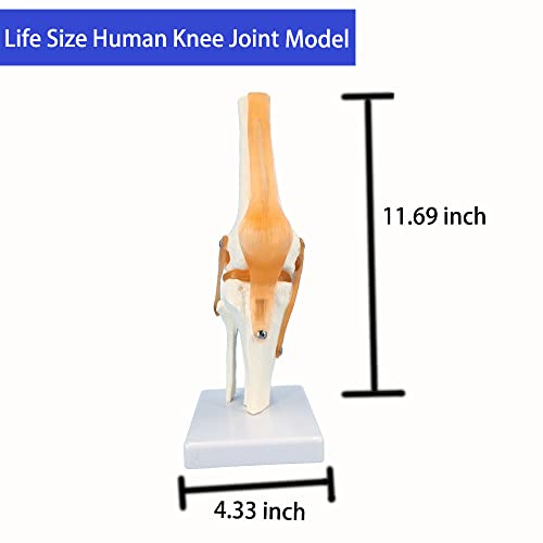 Veipho Knee Model, Flexible Knee Joint Model with Ligament and Stand, Life Size Human Knee Joint Model, Knee Anatomy Model, Human Knee Joint Model for Learning, Demonstrating