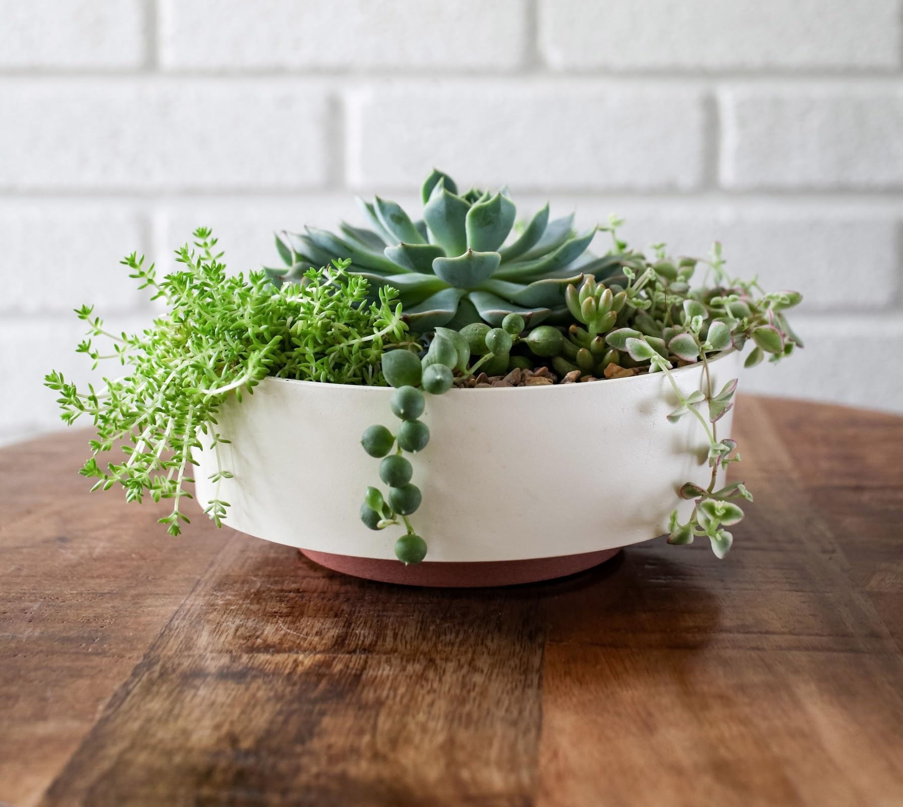 The HC Companies 6 Inch Round Capri Succulent Pot - Decorative Indoor Plastic Planter with Drainage, Vanilla Bisque