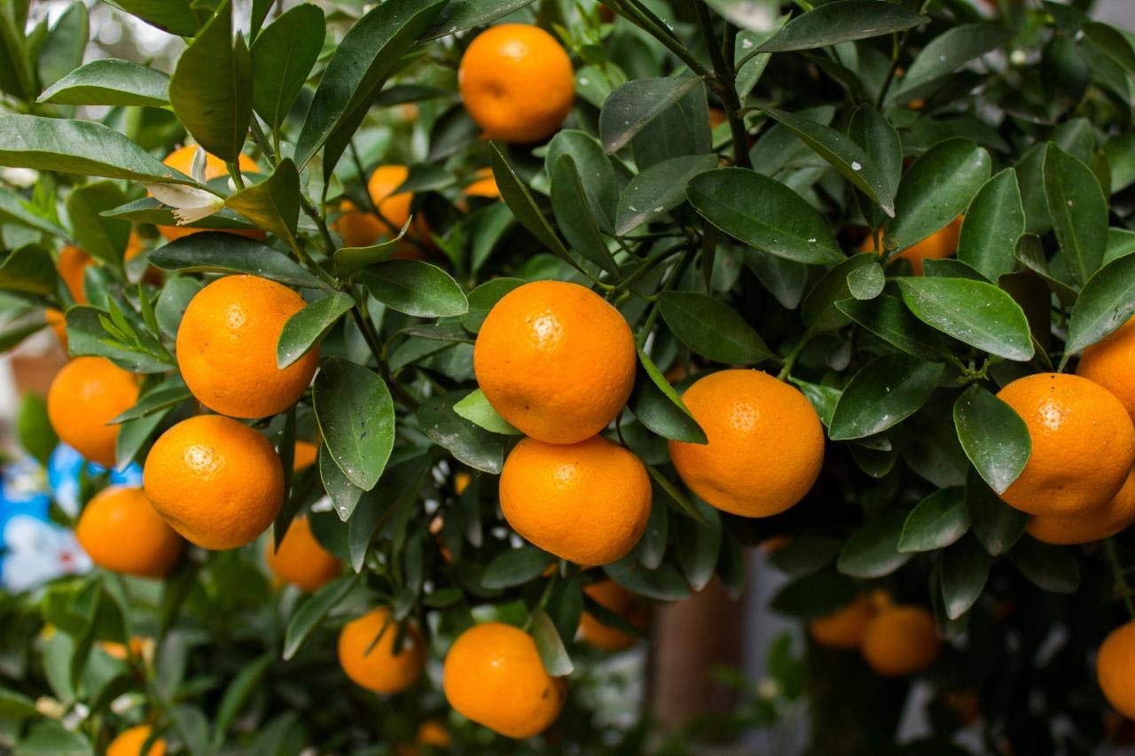 Live Mandarin Orange Tree, Ponkan Mandarin Tree Live Plant 3Ft Tall, Citrus Fruit Tree Plant Indoor Outdoor No CA Shipping