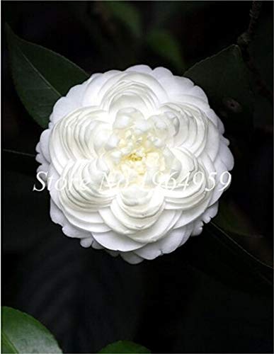 SEMI: 3 pezzi di arcobaleno Camellia Luce profumati da interno Piante di germinazione tasso del 95% del suolo piantato: 5