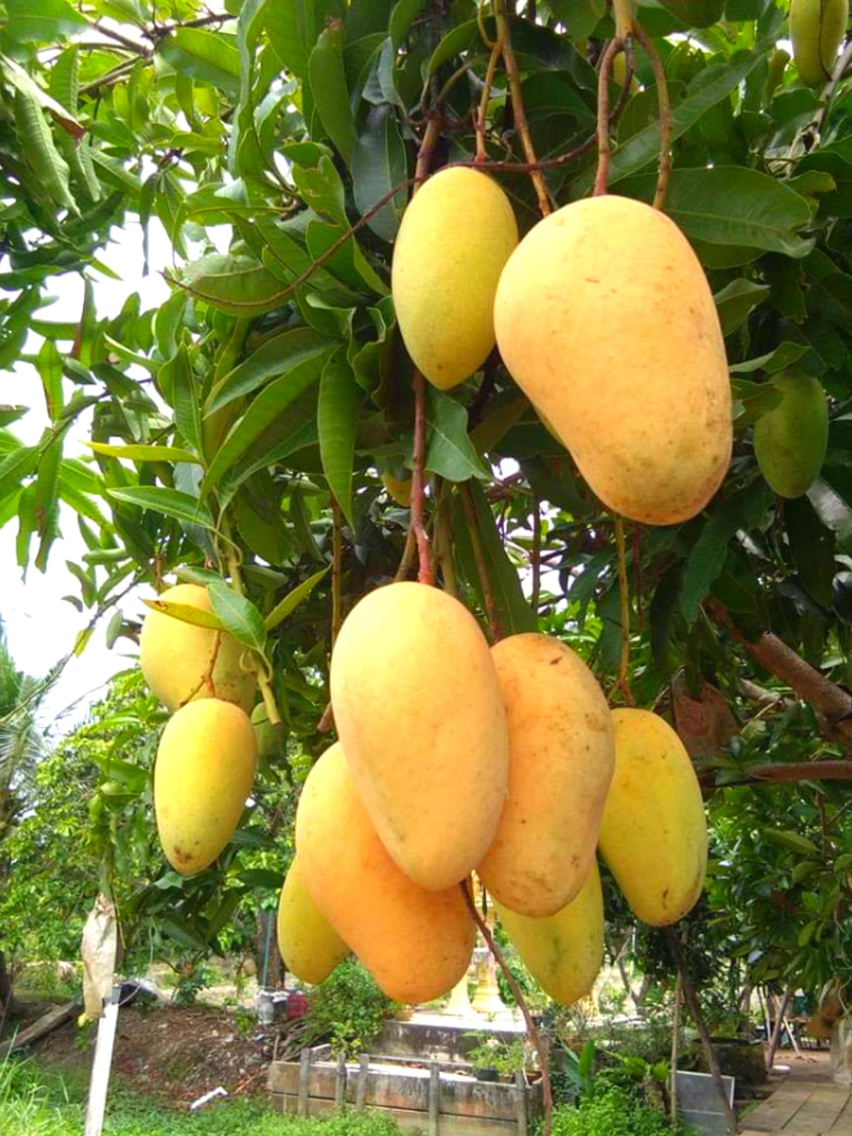 Live Mango Tree Plant Live, Mango Live Tropical Fruit Tree 10β-18β in Pot, Seeding Mango Live Plant