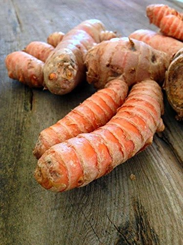 Turmeric (rhizome) Grow Your own,Grow Indoors or Outdoors - (1 Pound)