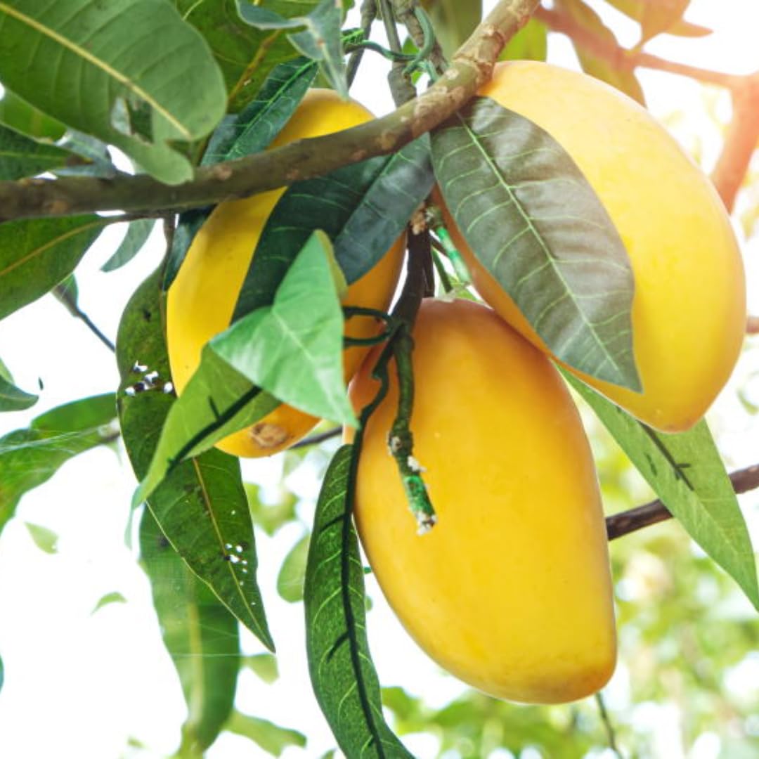 Live Mango Tree Plant Live, Mango Live Tropical Fruit Tree 10β-18β in Pot, Seeding Mango Live Plant
