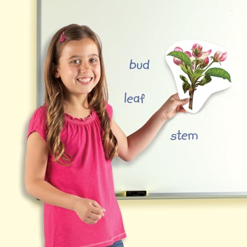 Learning Resources Giant Magnetic Plant Life Cycle - 12 Pieces, Science Exploration Activities for Kids, Homeschool and Classroom Science Supplies