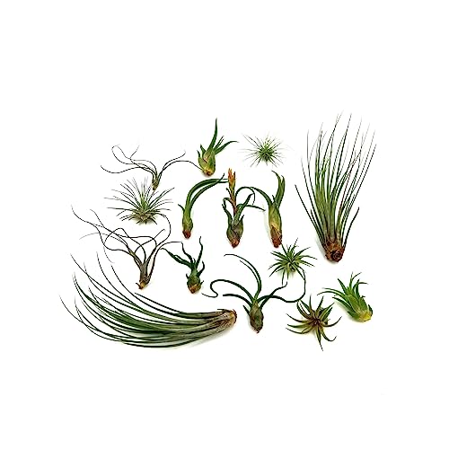 ragnaroc Live Air Plants - Tillandsia Variety, Regular 1-3" - 15ct - Live Arrival Guaranteed, House Plants for Home Decor & Gift