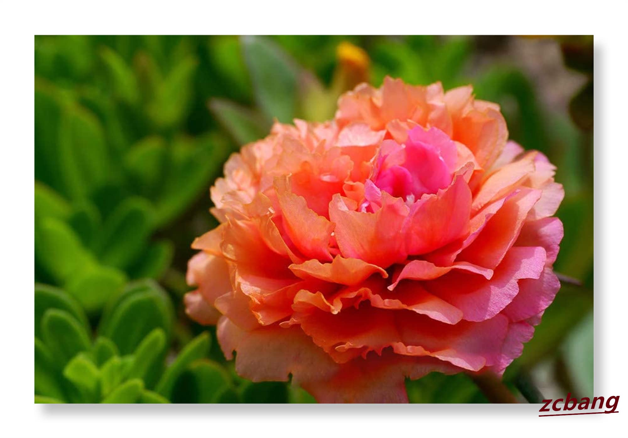 zcbang Moss Rose (Portulaca Grandiflora) Mixed Colors 2000+ Fresh Seeds