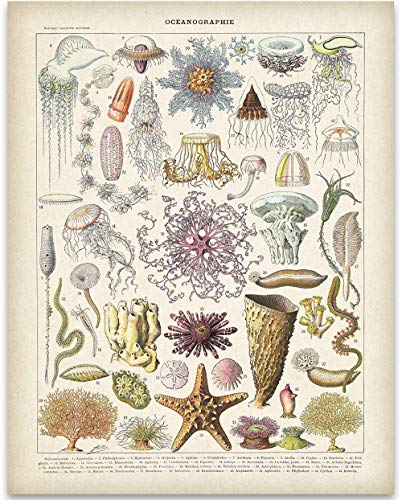 Vintage Crustaceancore Ocean Life Jellyfish Marine Biology Science Illustration Art Print by Meishe | 11x14 Unframed Art Print Poster | Great Beach House Wall Decor Poster Under $15