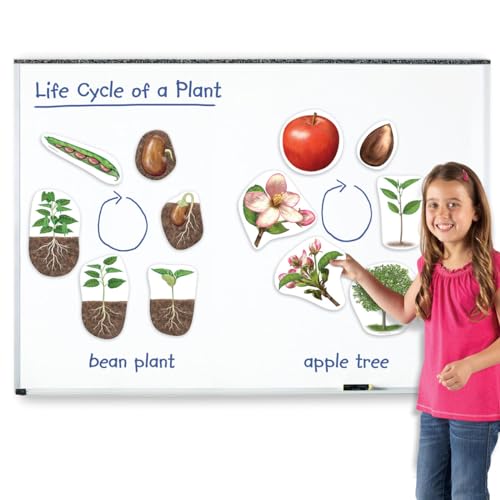 Learning Resources Giant Magnetic Plant Life Cycle - 12 Pieces, Science Exploration Activities for Kids, Homeschool and Classroom Science Supplies