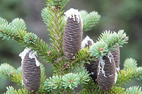 The Jonsteen Company Living Christmas Tree | Seed Grow Kit