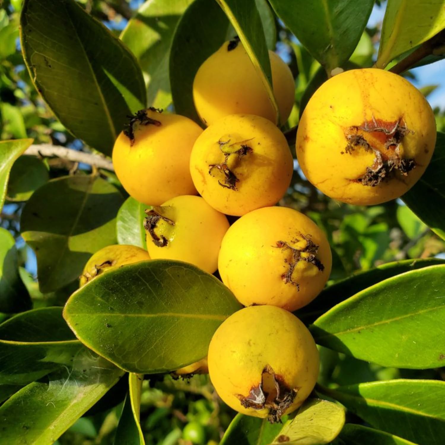 Lemon Guava Tree Bush, 1 Feet Tall Live Fruit Plant, 6" Pot
