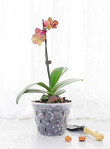 TRUEDAYS Clear Orchid Pots with Holes Plastic Flower Planter 5.5 inch 4 Pack