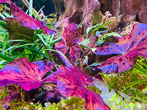 Tiger Lotus Bulbs - Freshwater Aquatic Plant | Sprouts in Tanks Under 72F
