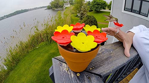ZUMMR Hummingbird Ring Feeder (Red) - Hand Feed Hummingbirds Right in Your Backyard. Get up Close and Personal with Nature. Proudly Made in The U.S.A. - The Original