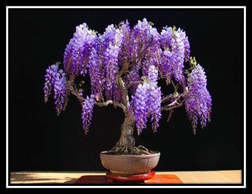 Semi freschi - Jacaranda Mimosifolia - 60 Semi di - Albero - Semina Tutto l'anno