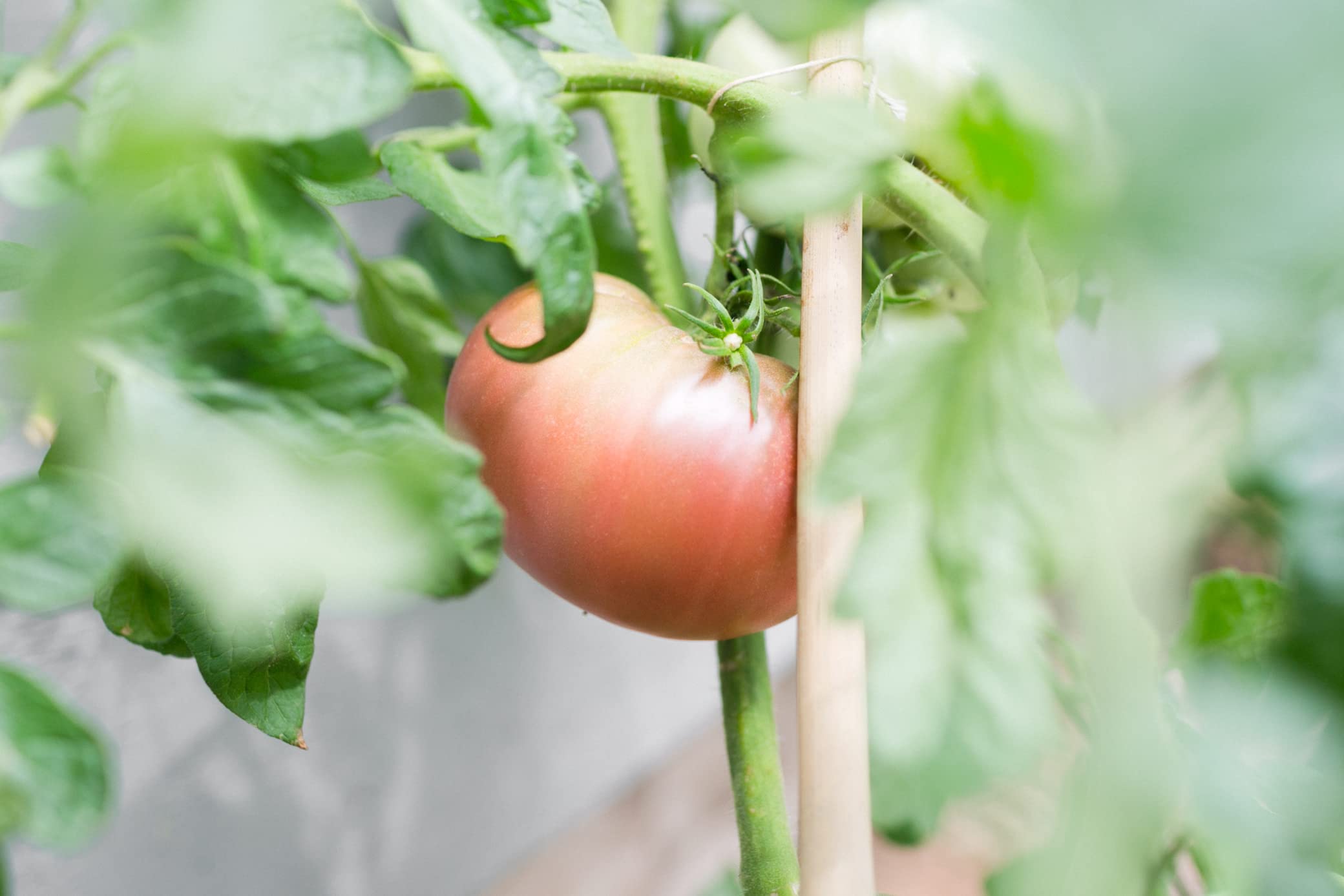 Sereniseed Certified Organic Tomato Seeds (10-Pack) β Non GMO, Open Pollinated β Cherokee Purple, Chocolate Cherry, Green Zebra, Brandywine Pink, Black Krim and More - Tomato Seeds for Planting