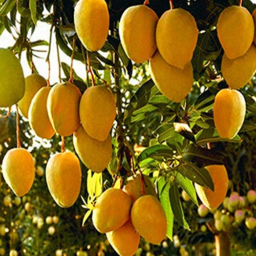 Mango (Manglifera) Live Tropical Fruit Tree 12β-24β