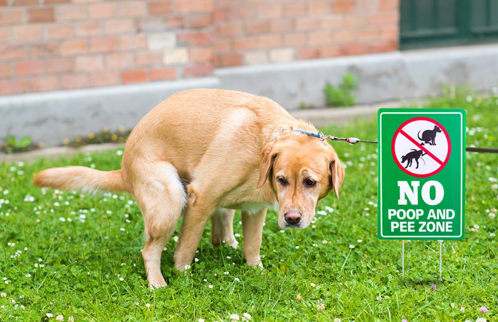 WaaHome Double Side No Poop and Pee Zone Yard Signs with Stakes, 8''X12'' No Pooping Dog Sign