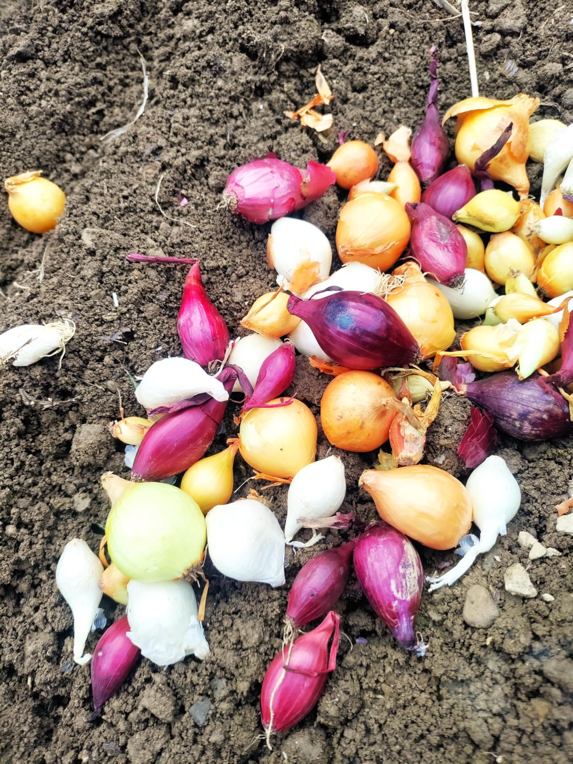 TomorrowSeeds - 3 Colors Mix Onion Sets (Starter Bulbs) - 25+ Count | Yellow, Red, White Sweet Onions Set for Growing Gardening Noon Day Vegetable Seed for 2025