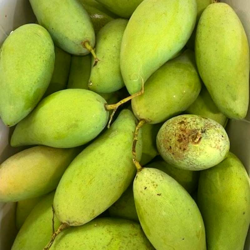 Live Mango Tree Plant Live, Mango Live Tropical Fruit Tree 10β-18β in Pot, Seeding Mango Live Plant