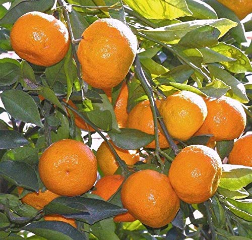Live Plant Satsuma Fruit Tree Real Live Plant Citrus 3"6"Seedling Mandarin Tangerine Orange Get 1#Nll01yn