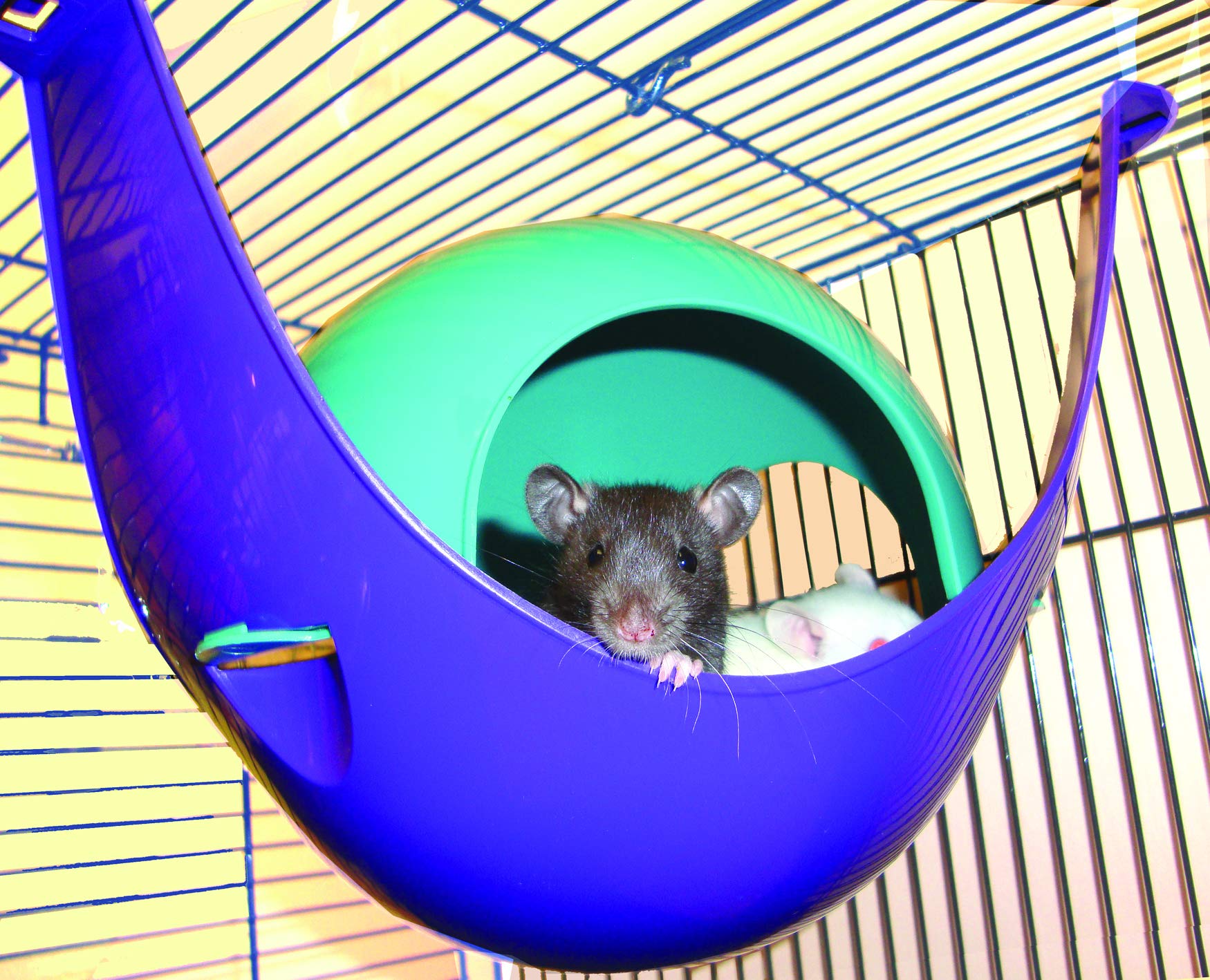 Lixit Igloos and Hideaways for Guinea Pigs, Rats, Mice, Hamsters, Gerbils and Other Small Animals (Assorted, Small Space Pod)