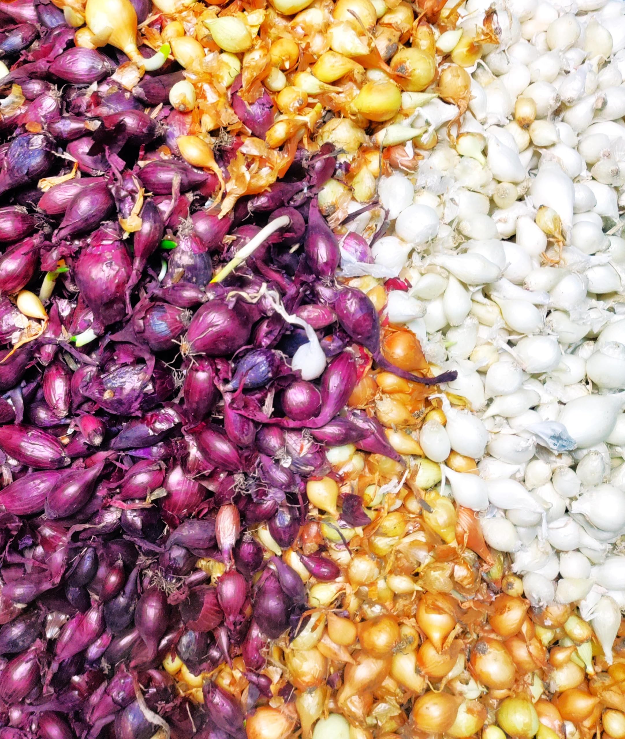 TomorrowSeeds - 3 Colors Mix Onion Sets (Starter Bulbs) - 25+ Count | Yellow, Red, White Sweet Onions Set for Growing Gardening Noon Day Vegetable Seed for 2025