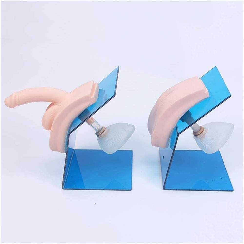 WLKQ Urethral Catheterization Medical Healthcare Model, Medical Practice Traning Model, Female and Male Manikin Teaching Basic Care Simulation Medical for Educational Training Aid