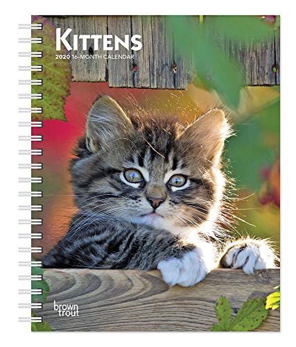 Kittens 2020 6 x 7.75 Inch Weekly Engagement Calendar, Animals Kittens