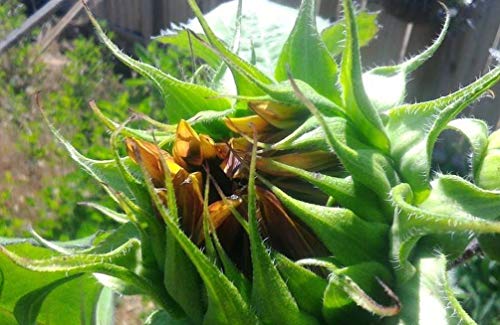 Sunflower Seeds for Planting 50 Pcs Seeds Rare Multi Color Garden Seeds Sunflowers
