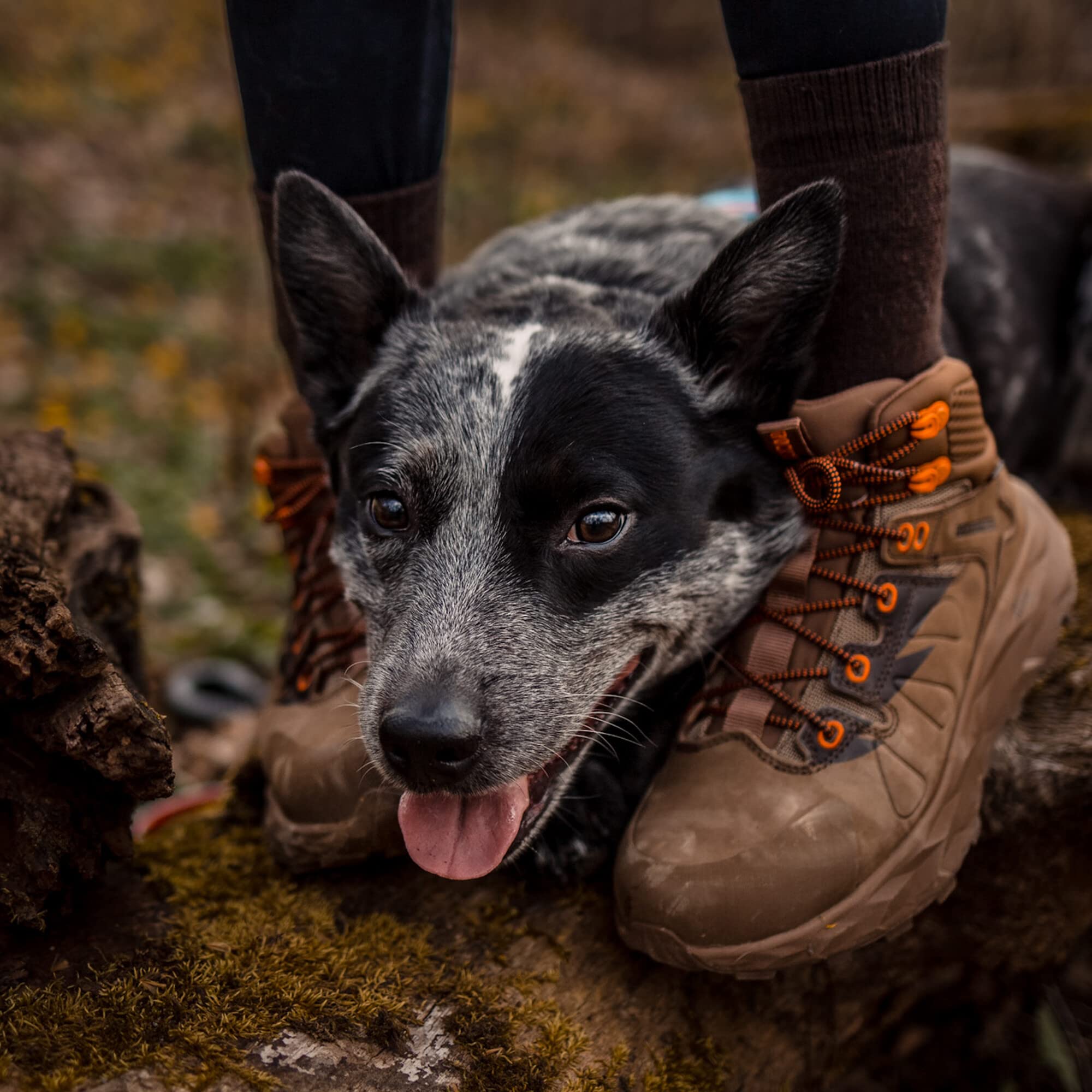 ROCKROOSTER Farmington Waterproof Hiking Boots for Men, Anti-Fatigue Leather Shoes (OC21031 US 9.5)