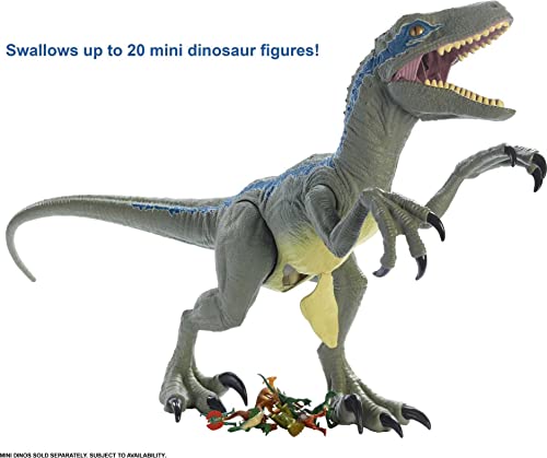 Mattel Jurassic World Super Colossal Velociraptor Blue Dinosaur Action Figure Toy, 3.5-ft Long with Eating Feature (Amazon Exclusive)