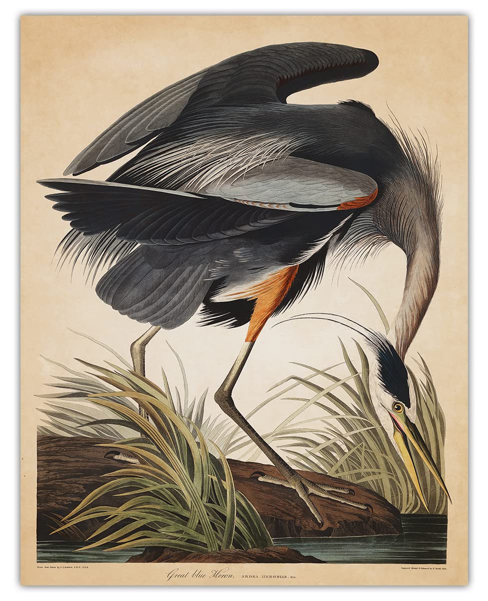 Vintage Blue Heron Wall Art Print: 11x14 Unframed Bird Wall Decor Poster for Home, Office, Dorm, Farmhouse, Bedroom & Living Room | Creative Housewarming Gift Idea for Bird and Nature Lovers