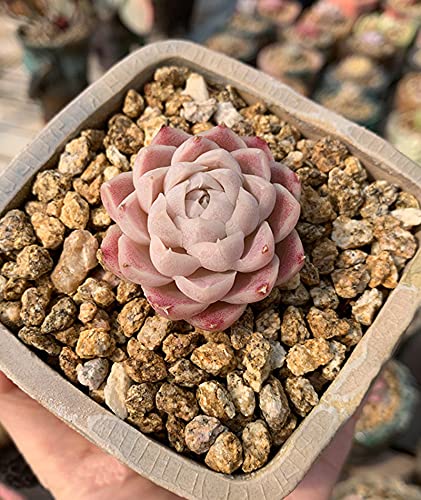 Succulent and Cactus Gold Maifanitum Stones, 2lb Bonsai Decorative Rocks, Indoor Plants Soil Covers, Bonsai DIY Gritty, Horticultural Grit, Potting Pebbles for Terrarium, Fairy Gardening, Top Dressing