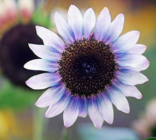 Sunflower Seeds for Planting 50 Pcs Seeds Rare Multi Color Garden Seeds Sunflowers