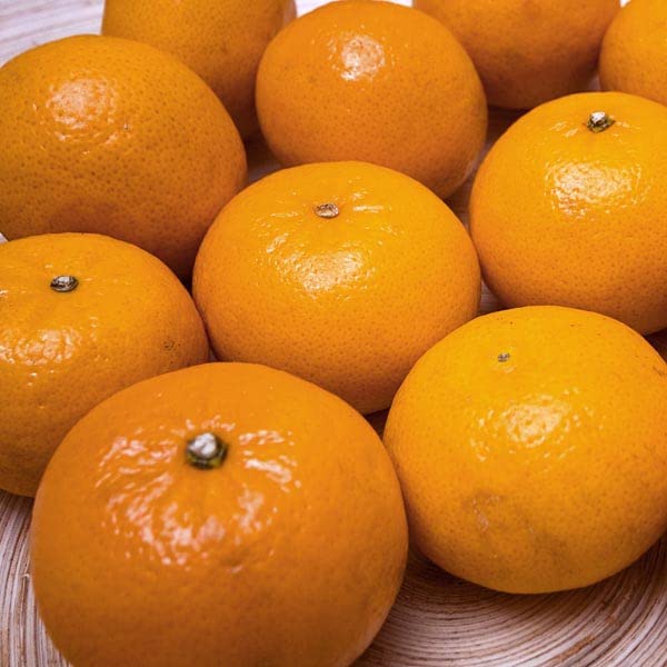 Live Mandarin Orange Tree, Ponkan Mandarin Tree Live Plant 3Ft Tall, Citrus Fruit Tree Plant Indoor Outdoor No CA Shipping