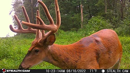 Stealth Cam outdoor Connect Cellular Camera - Verizon, 720p