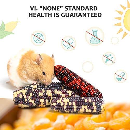 X-pet Hamster Treats and Chinchilla Chew Toys, 100% Natural Corn Suitable for Guinea Pig, Parrot,Bird and Other Small Animals