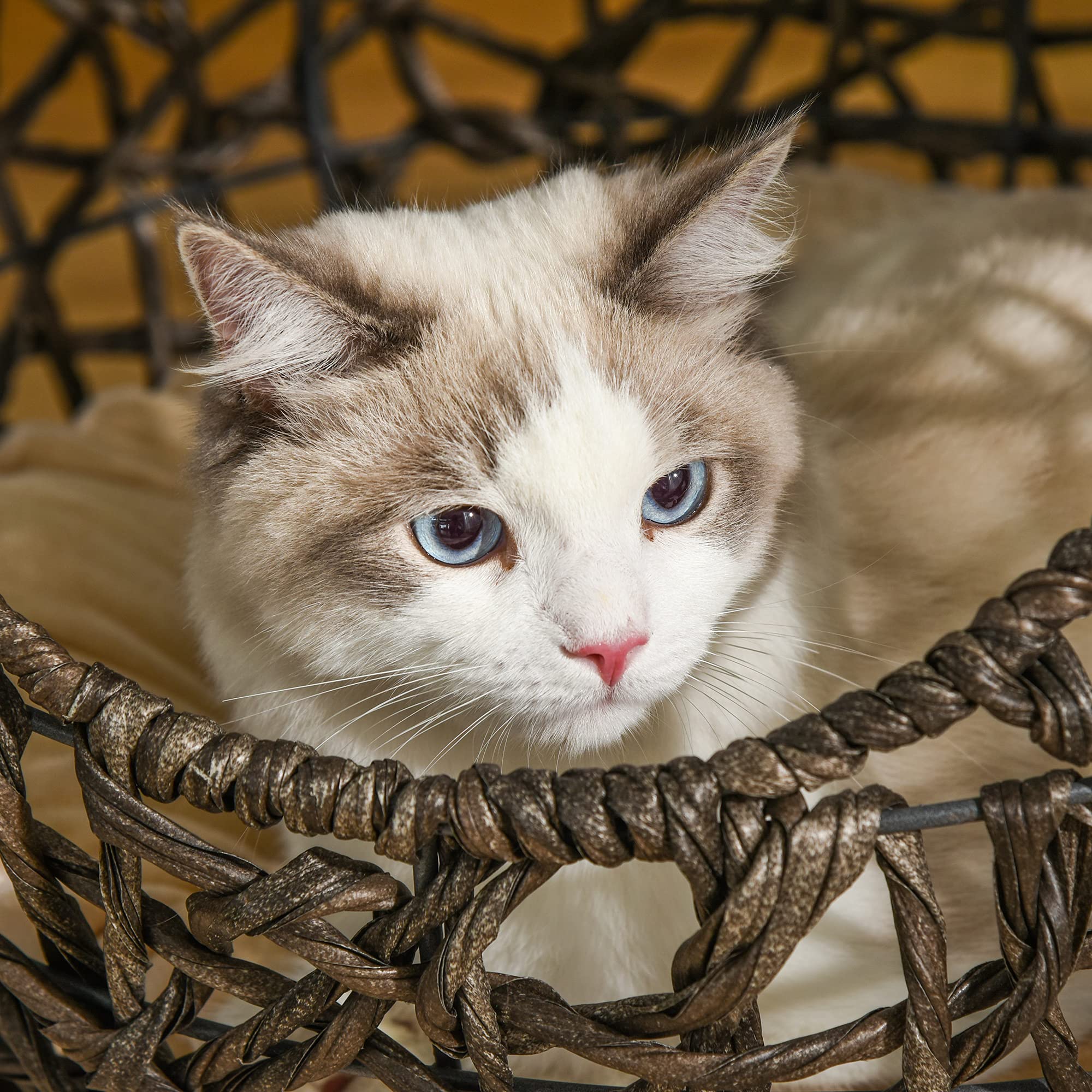 PawHut 20.5" Rattan Cat Bed, Kitten House, Elevated Round Condo for Comfort and Circulation with Cushion, Round Design