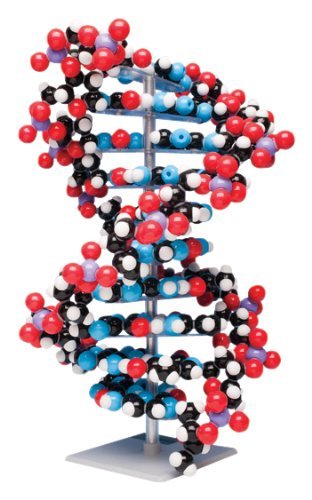 Molymod MKS-122-10 Ten-Layer DNA Molecular Model