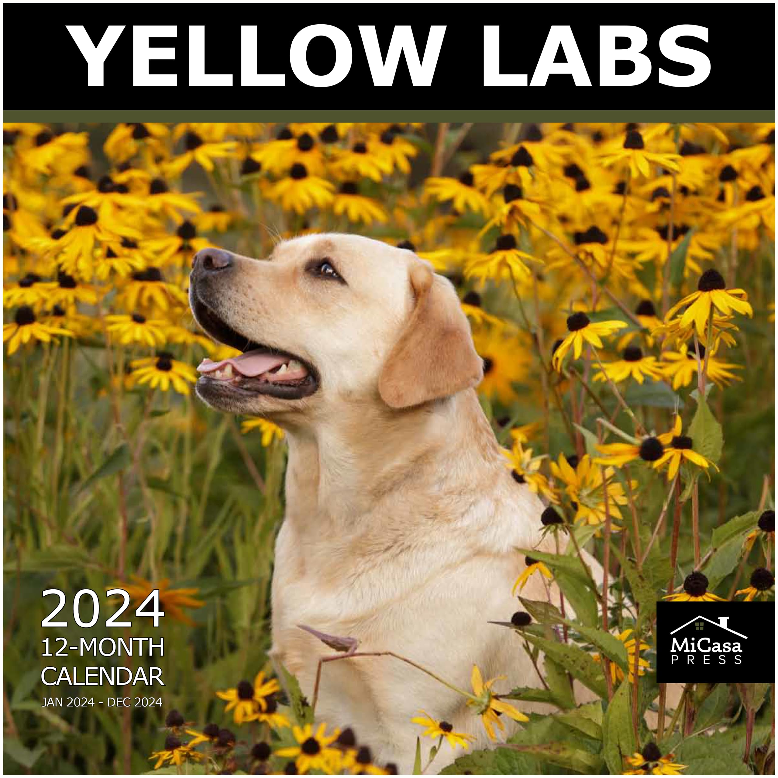MICASA Yellow Labs 2024 Hangable Monthly Wall Calendar | 12" x 24" Open | Thick & Sturdy Paper | Giftable | Cute Dog | Golden Canine Perfection