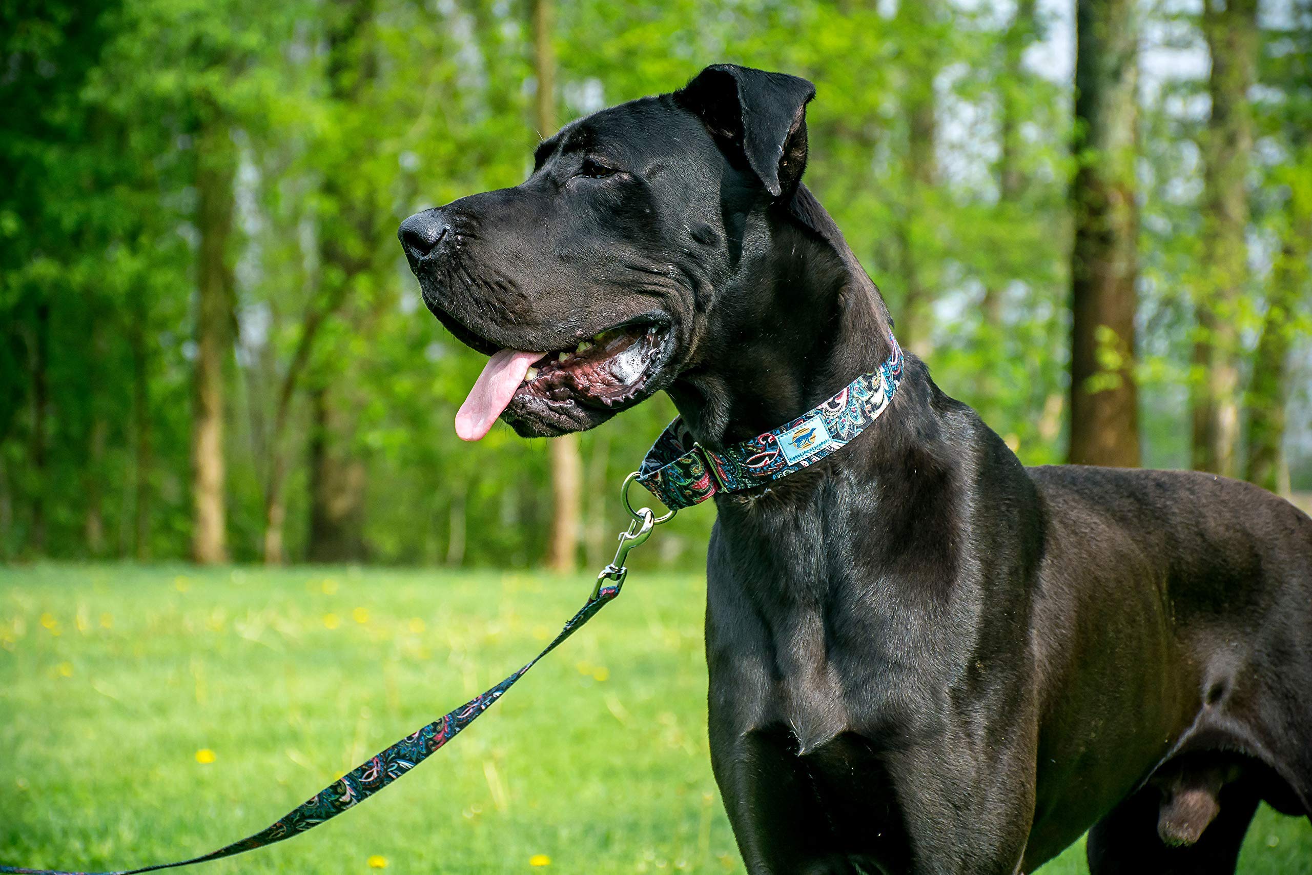 Martingale Dog Collar Medium Extra Wide Teal Paisley Pattern- Training, Safety, Nonslip, No-Buckle