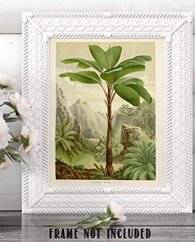 Verschaffeltia Splendida Palm Botanical Illustration - 11x14 Unframed Art Print - Makes a Great Wall Decor for Bathrooms and Bedrooms Under $15